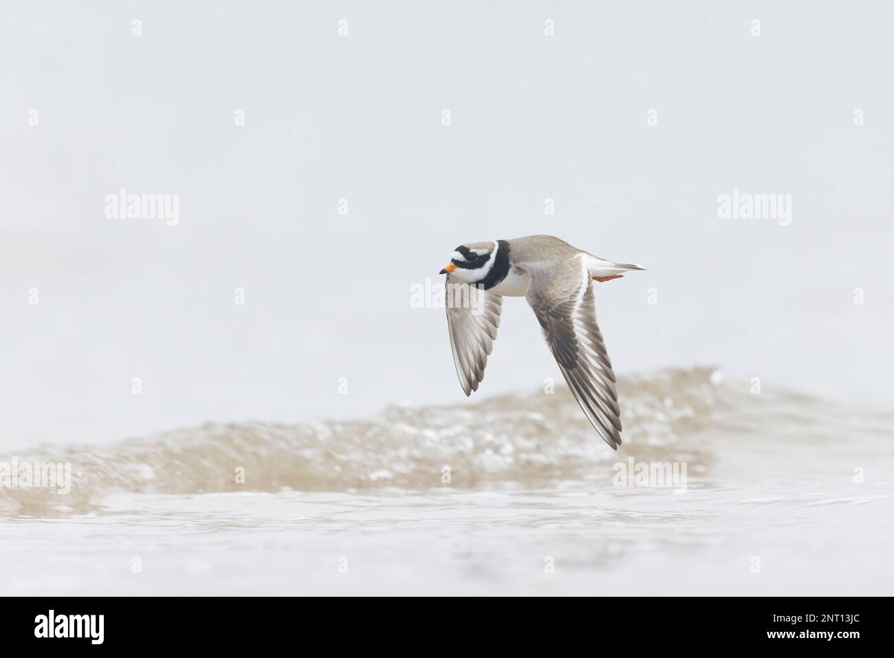 Ringed plover flying hi-res stock photography and images - Alamy