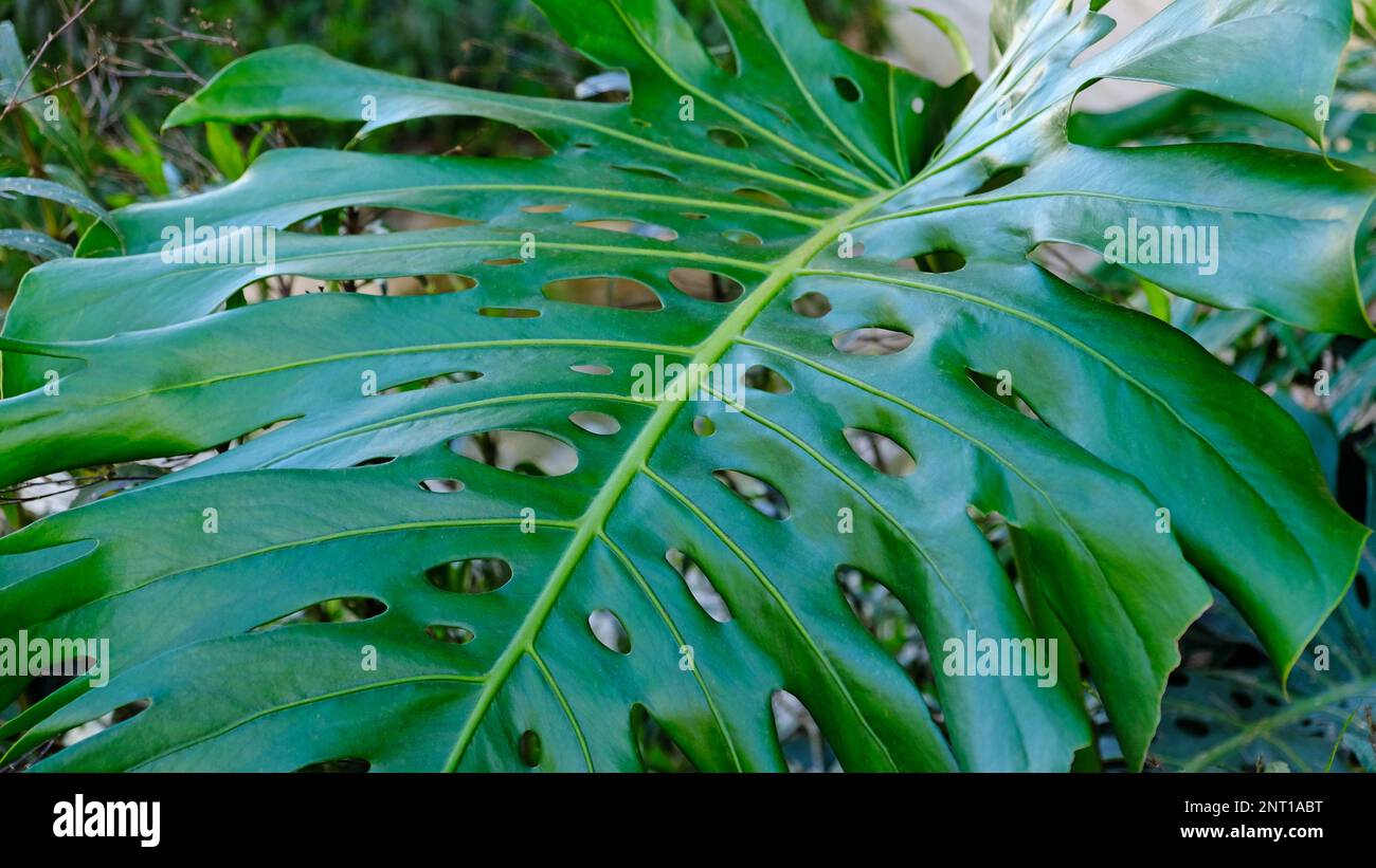 Green leaves of plant Monstera grows in wild climbing tree jungle ...