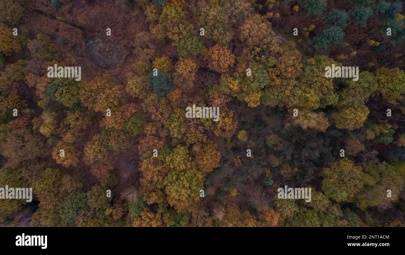 Beautiful colored forest seen hi-res stock photography and images - Alamy