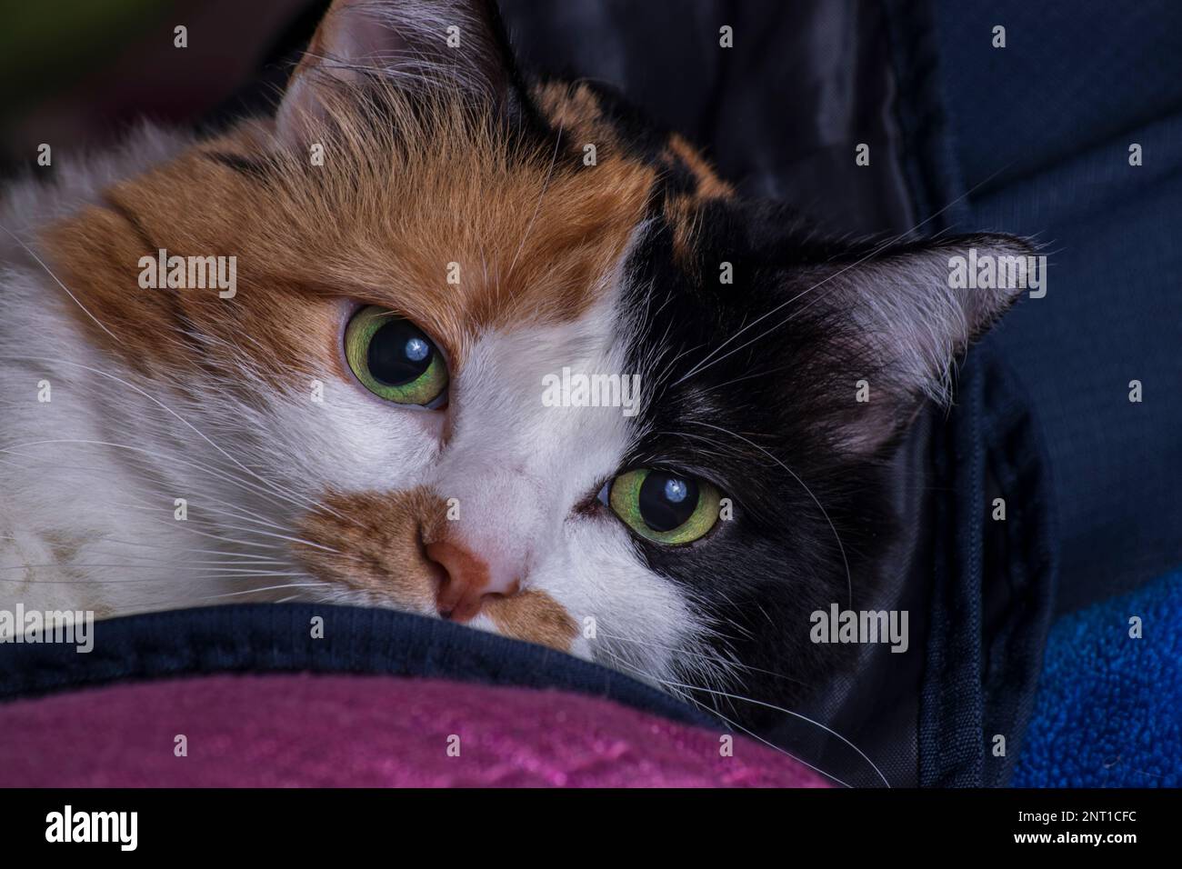 Scratchable hi-res stock photography and images - Alamy