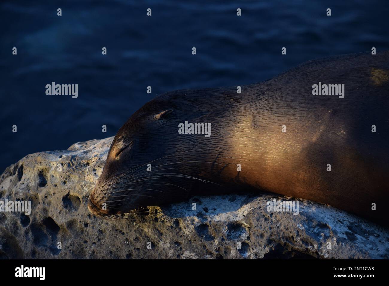 Galápagos sea lion Stock Photo - Alamy