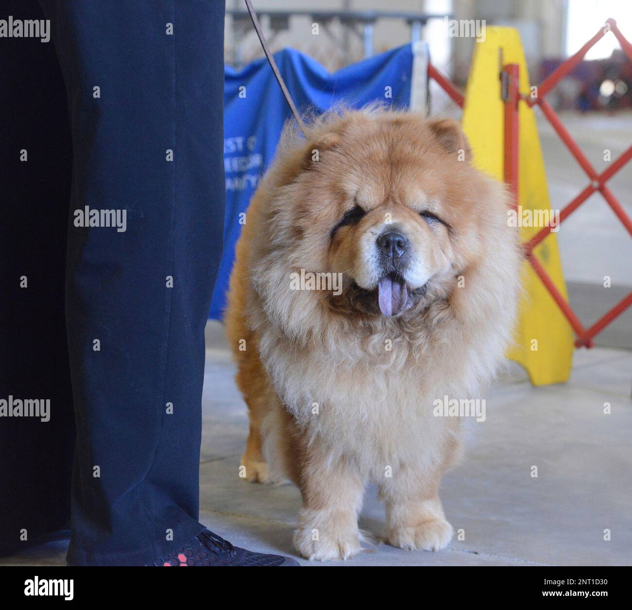 A chow chow — a rare dog with a smashed face — stands with its handler ...