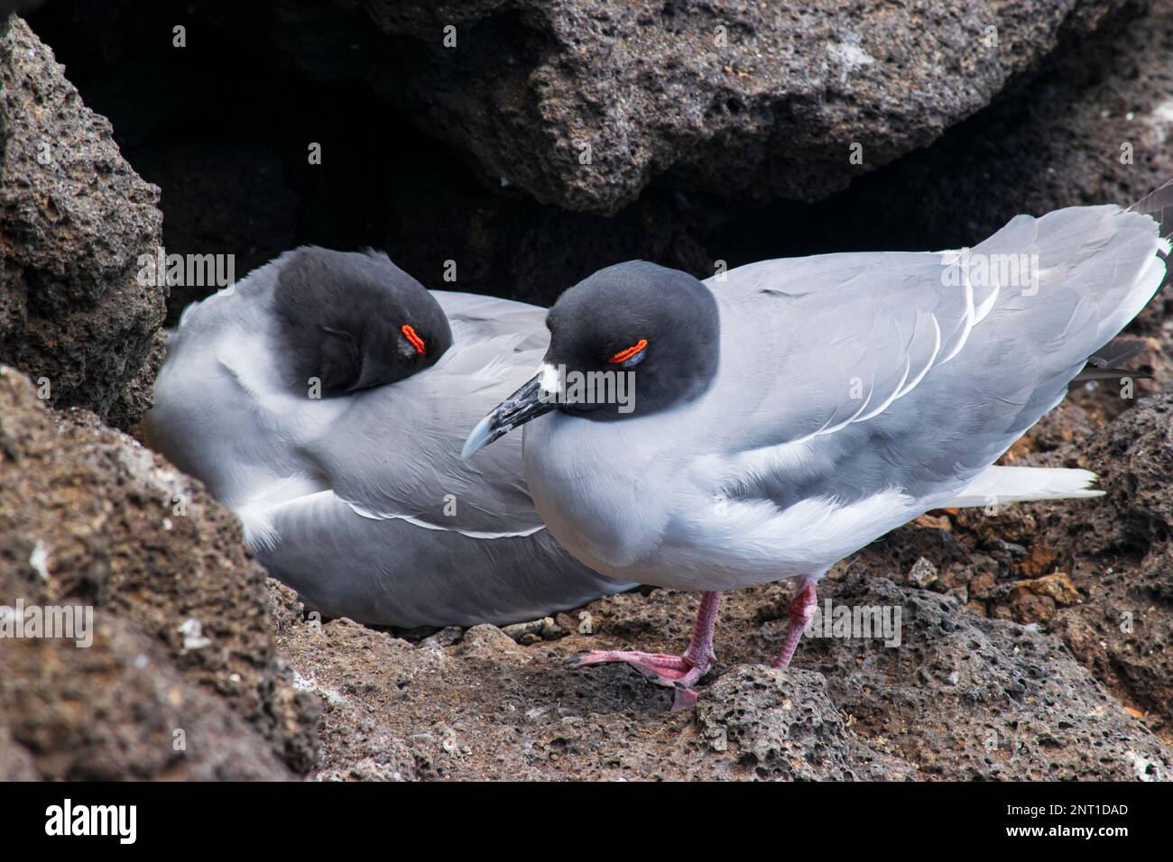 Equatorial birds hi-res stock photography and images - Alamy