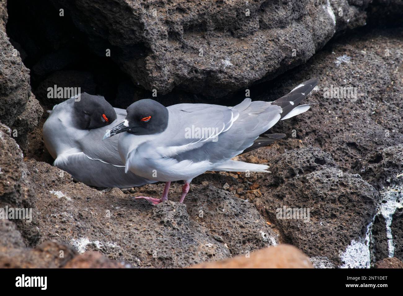 Galapagos national park swallow tailed hi-res stock photography and ...