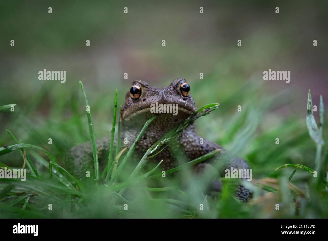 A common toad front view closeup at summer in saarland Stock Photo - Alamy