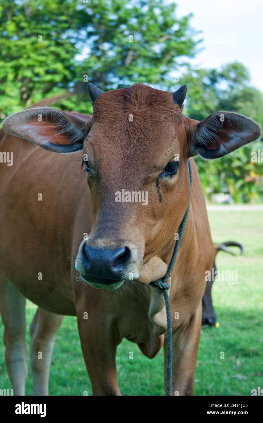 Portrait of a Young banteng bull in Thailand Stock Photo - Alamy
