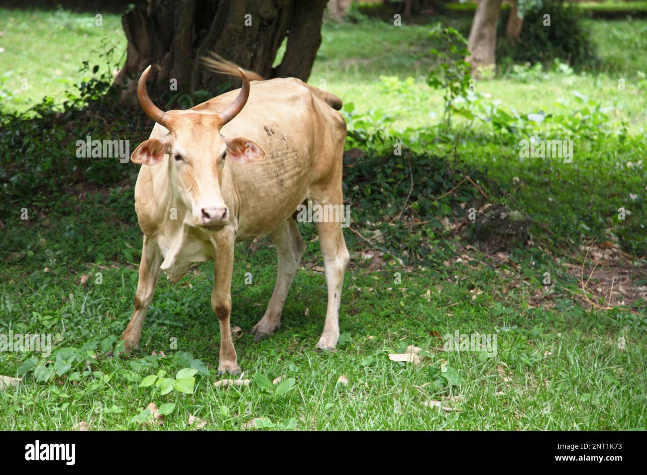 Young bull photography hi-res stock photography and images - Alamy