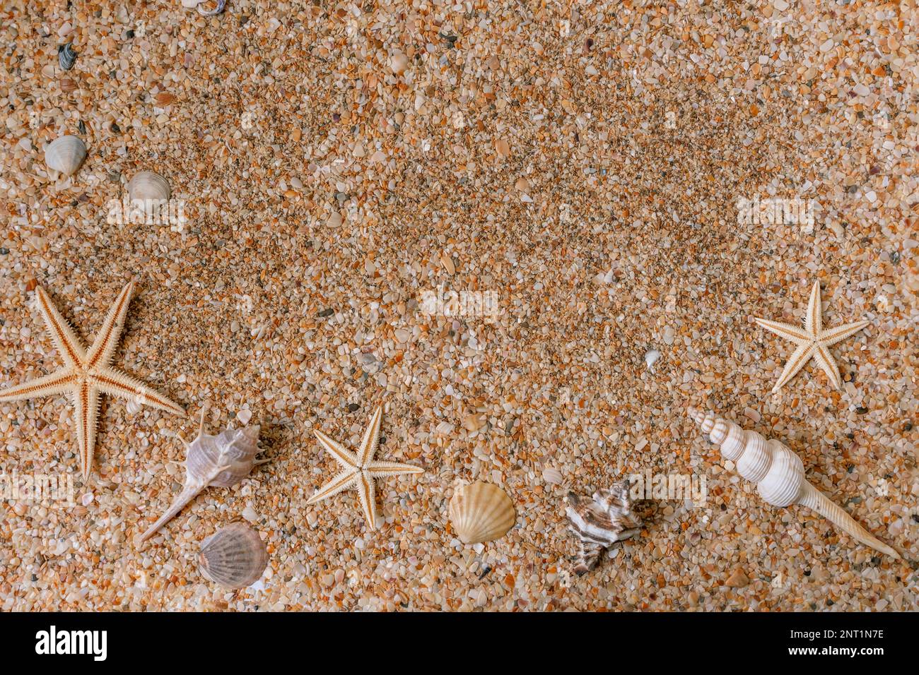 Sand shells background. Summer time concept with sea shells and ...