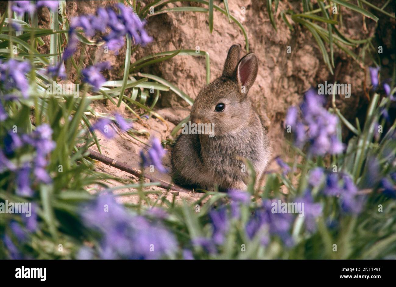 Wild Rabbit, Oryctolagus cuniculus, cute young baby standing outside ...