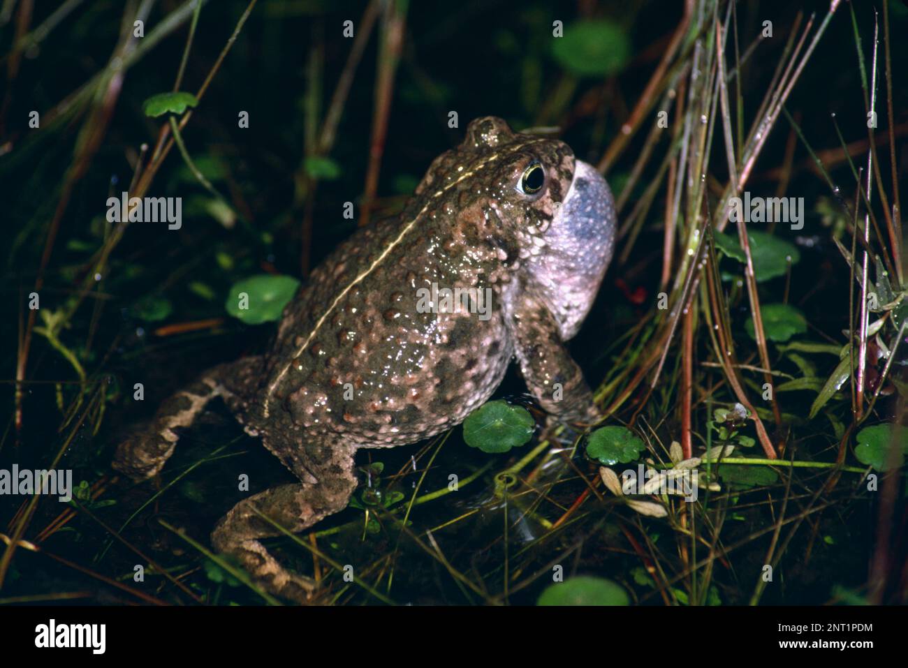 Natterjack toad, Epidalea calamita, male calling with inflated vocal ...