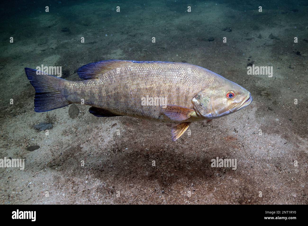Smallmouth Bass full body view facing right Stock Photo - Alamy