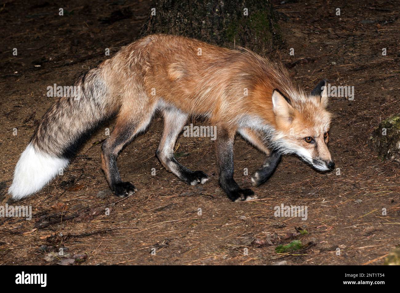 Red Fox, full body view facing right Stock Photo - Alamy