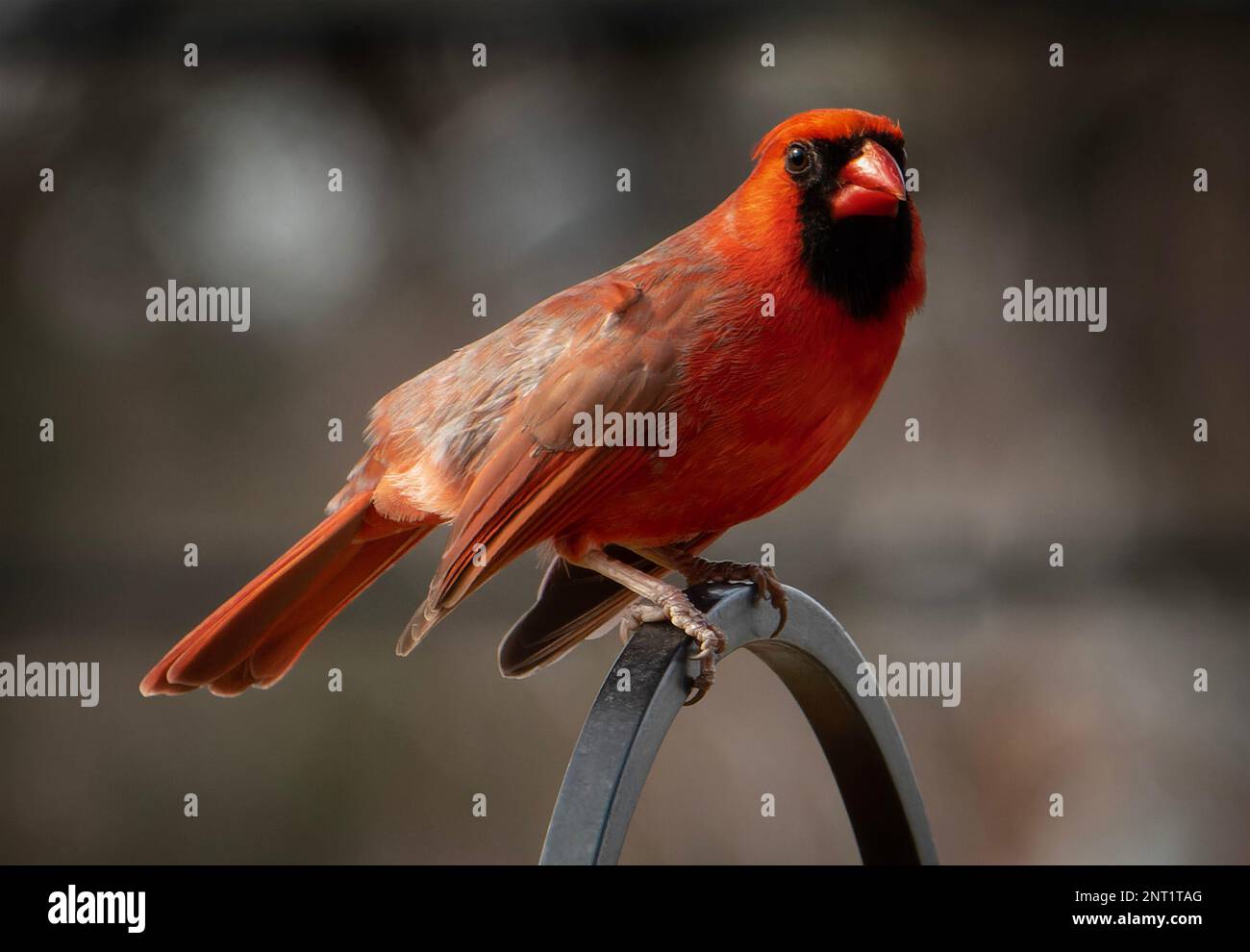 Male Northern Cardinal on a high perch Stock Photo - Alamy