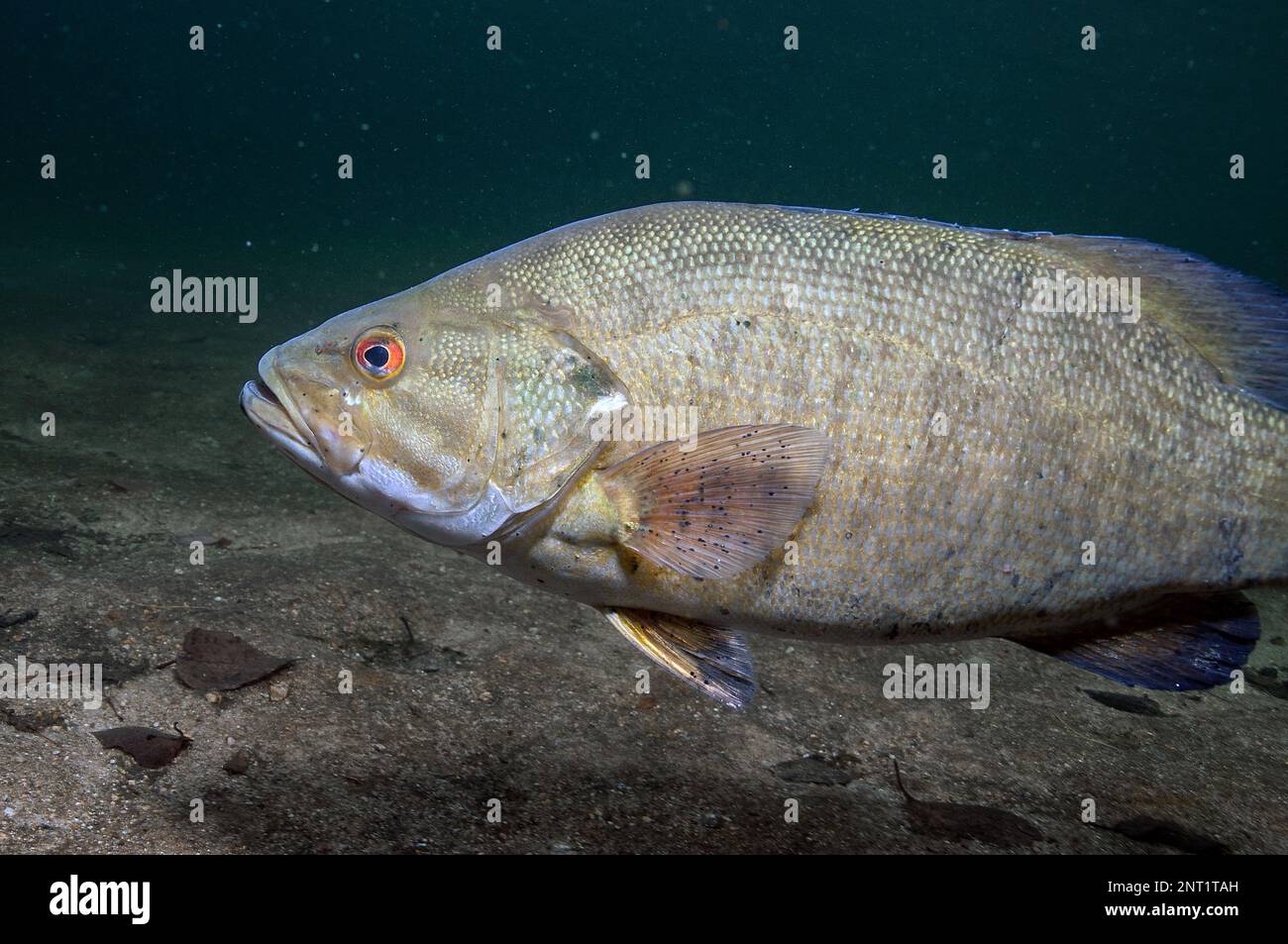 Smallmouth bass hi-res stock photography and images - Alamy