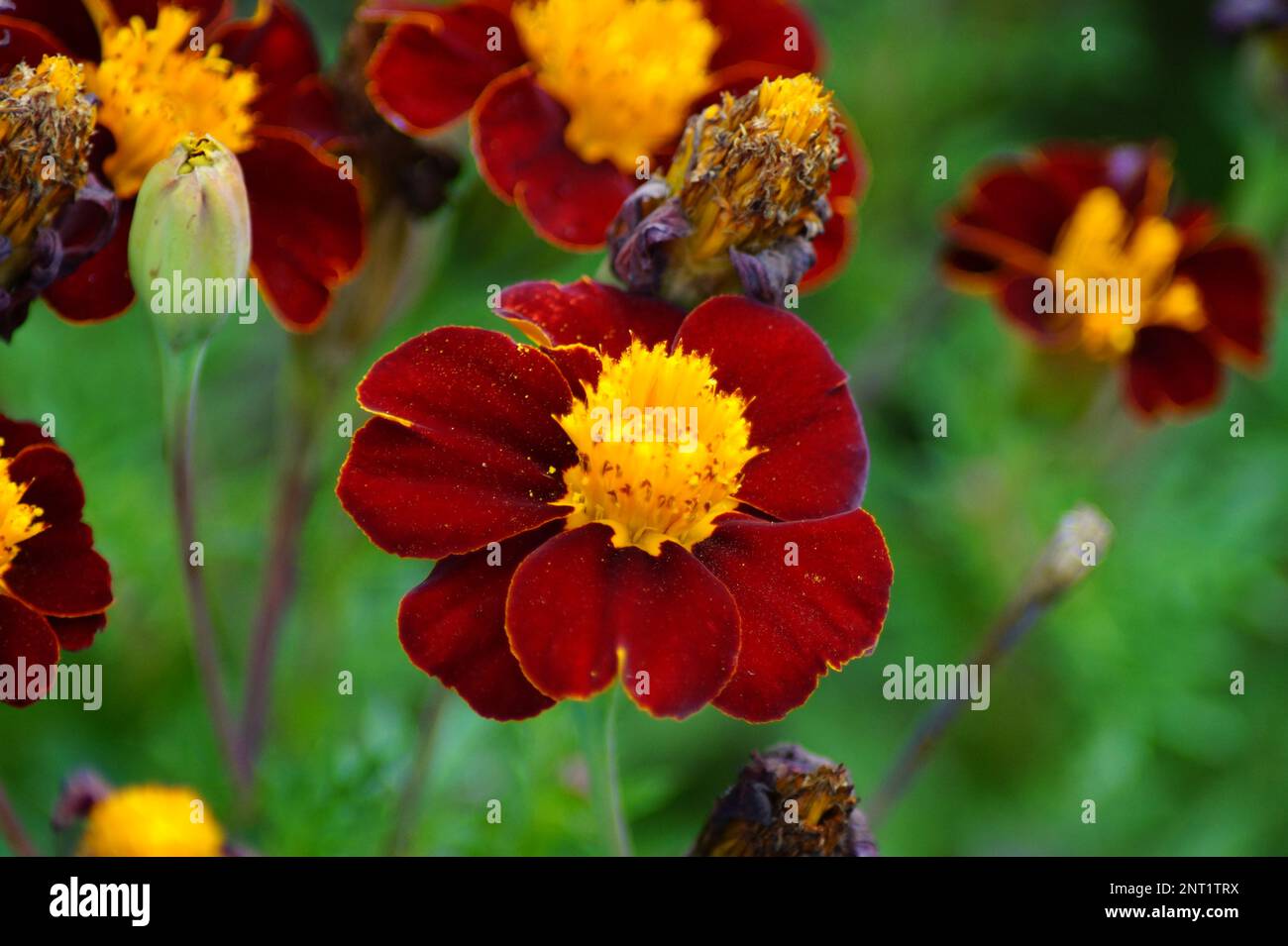 beautiful low student flower bloom Stock Photo - Alamy
