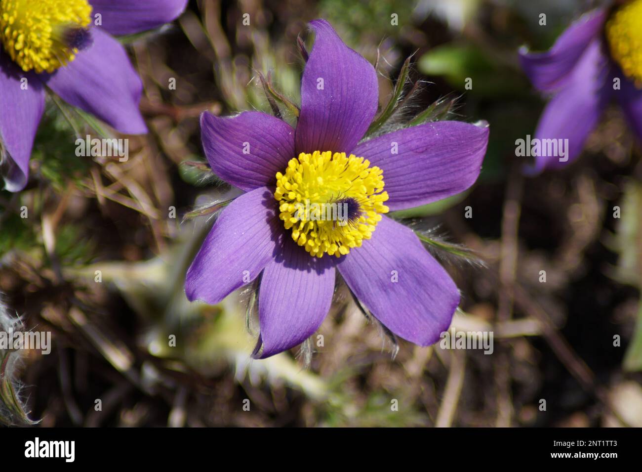 Wide open flower hi-res stock photography and images - Alamy