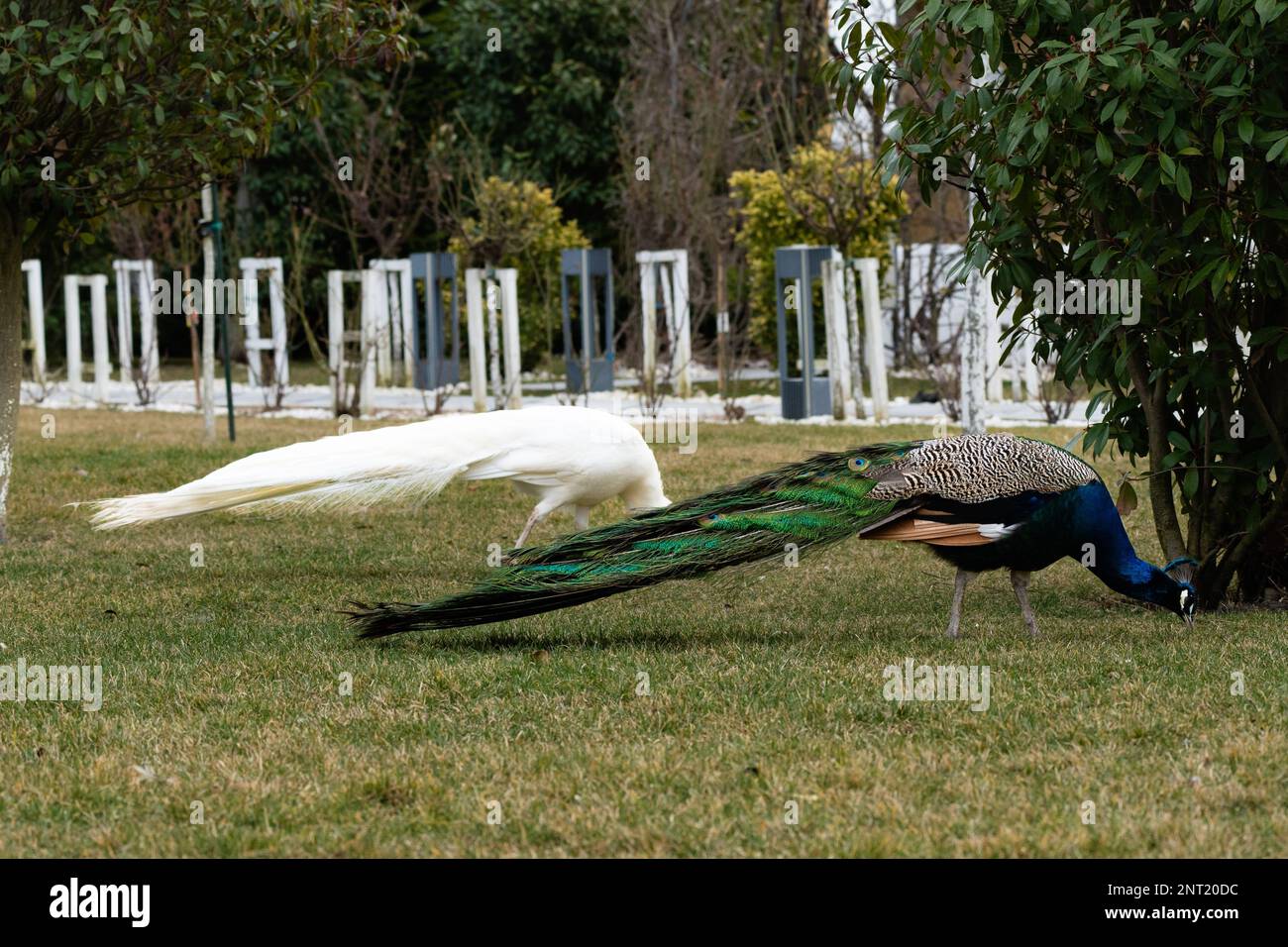 Peacocks exploring a garden while having an attitude Stock Photo - Alamy