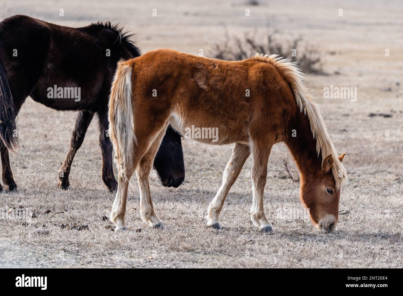 Wild foal captured in Letea Forest, the oldest natural reservation in ...
