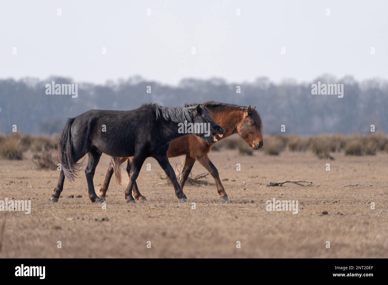 Wild horses captured in Letea Forest, the oldest natural reservation in ...