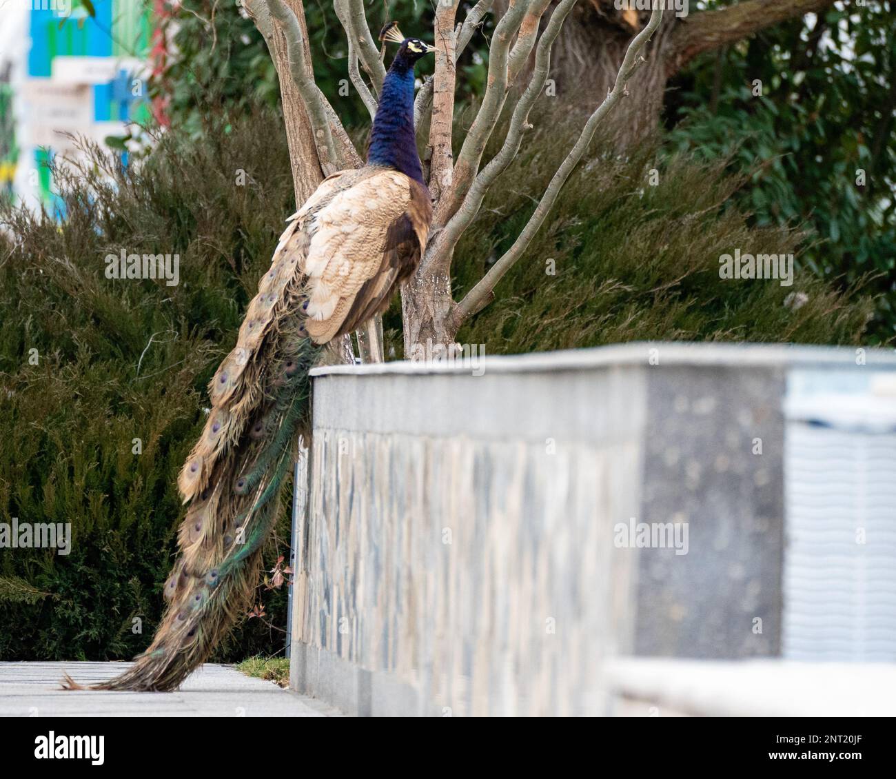 Peacock exploring a garden while having an attitude Stock Photo - Alamy