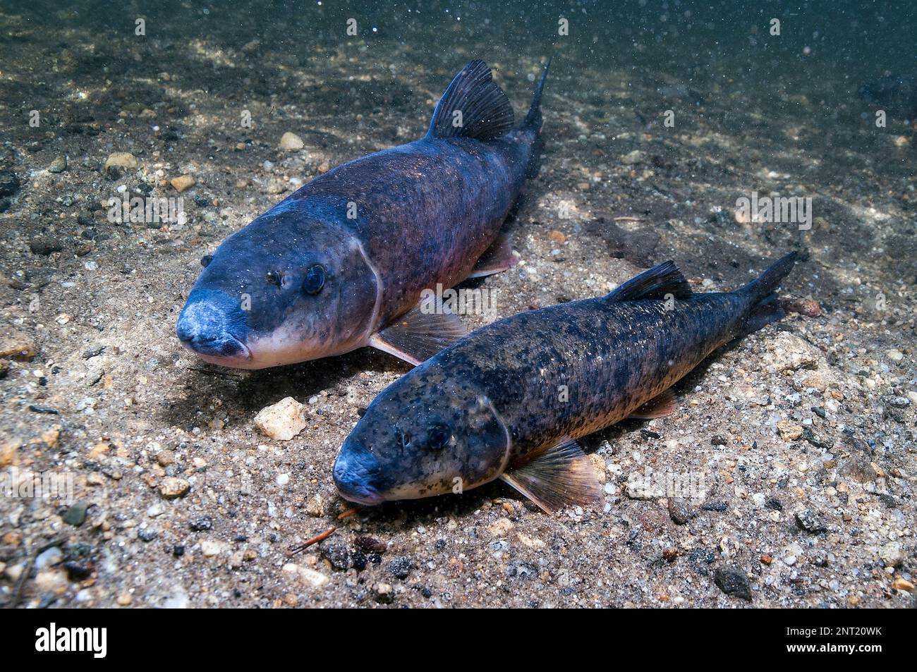 Sucker hi-res stock photography and images - Alamy