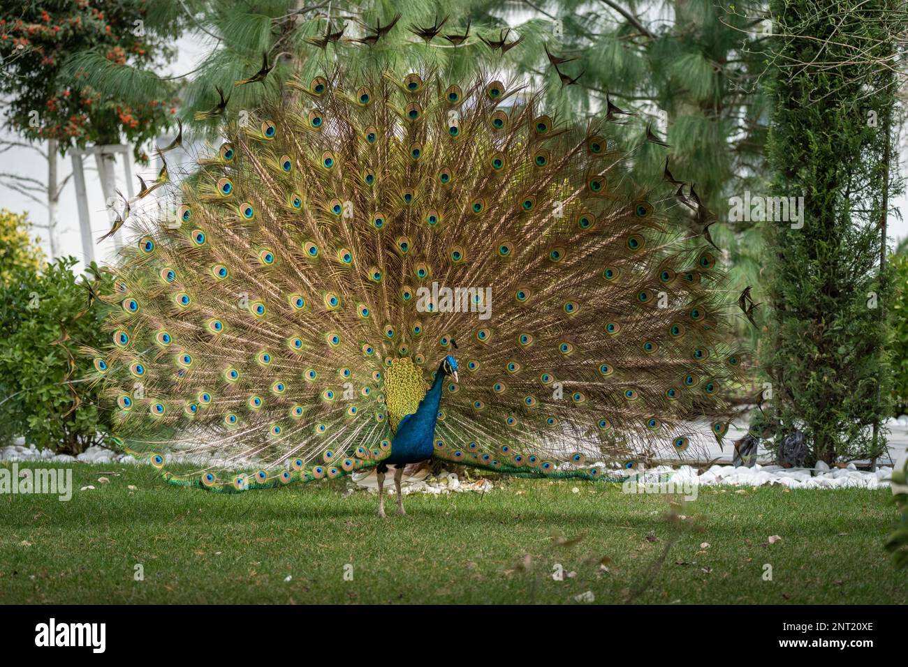 Colorful peacock fanning its train Stock Photo - Alamy