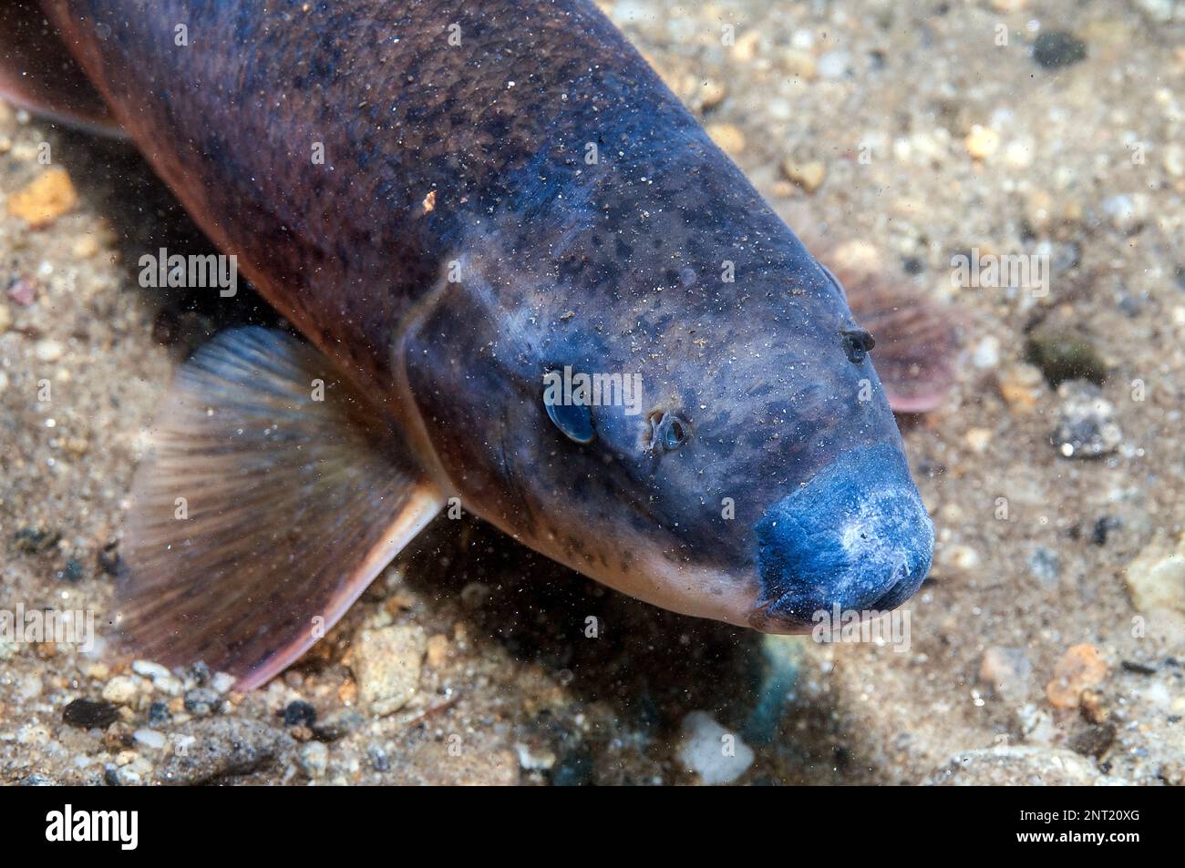 Sucker fish hi-res stock photography and images - Alamy
