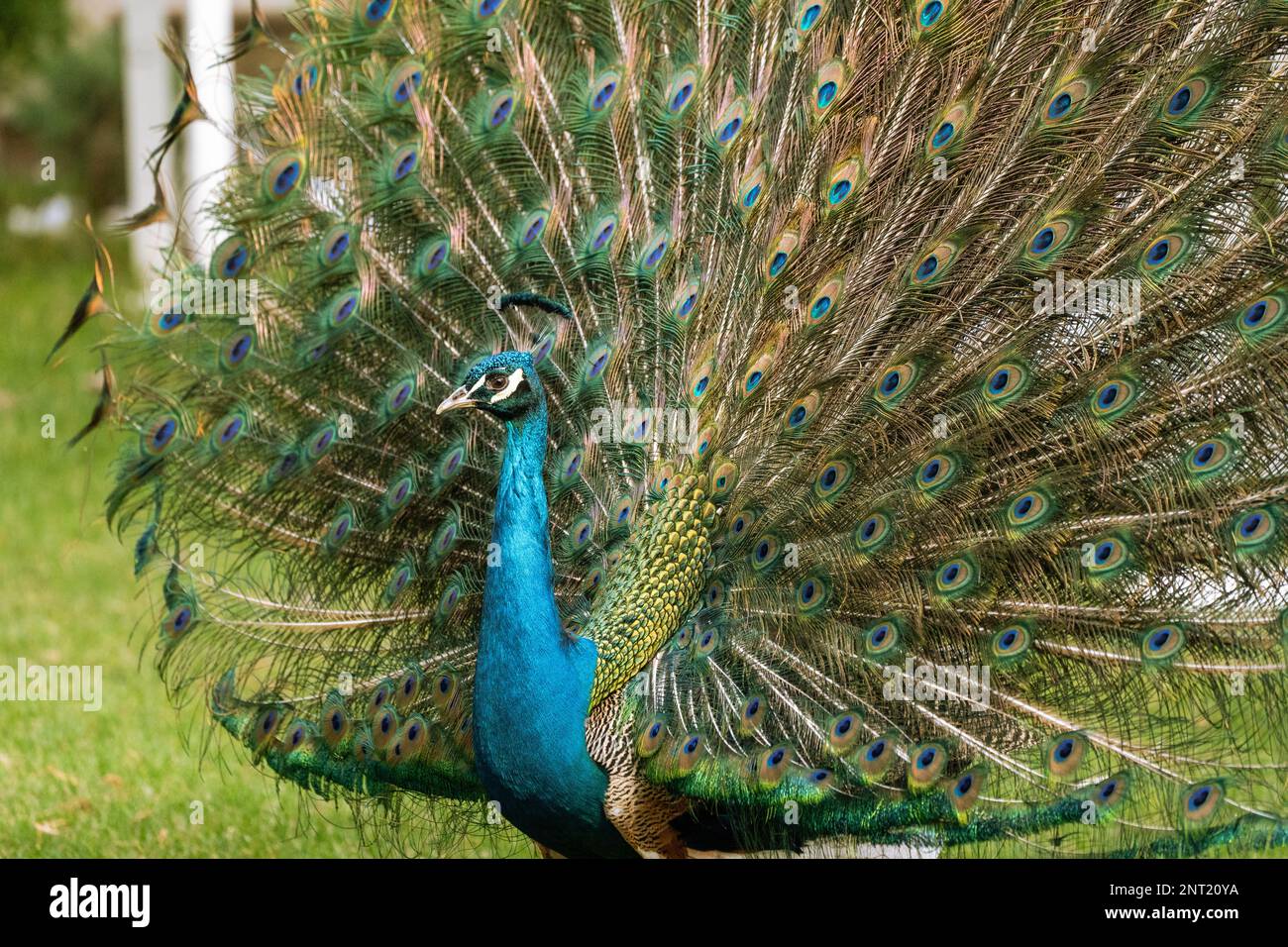 Colorful peacock fanning its train Stock Photo - Alamy