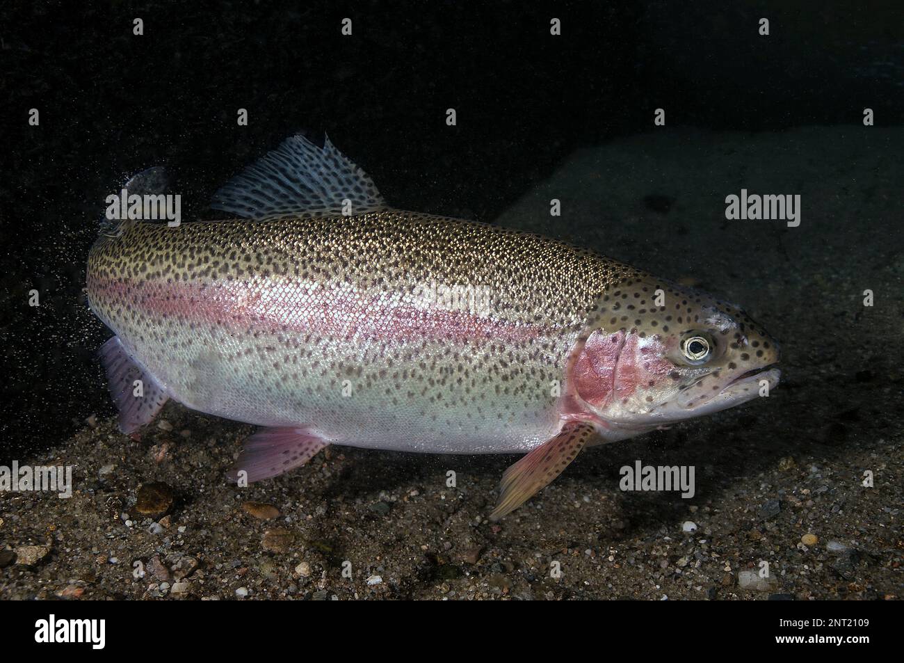 Fish facing right hi-res stock photography and images - Alamy