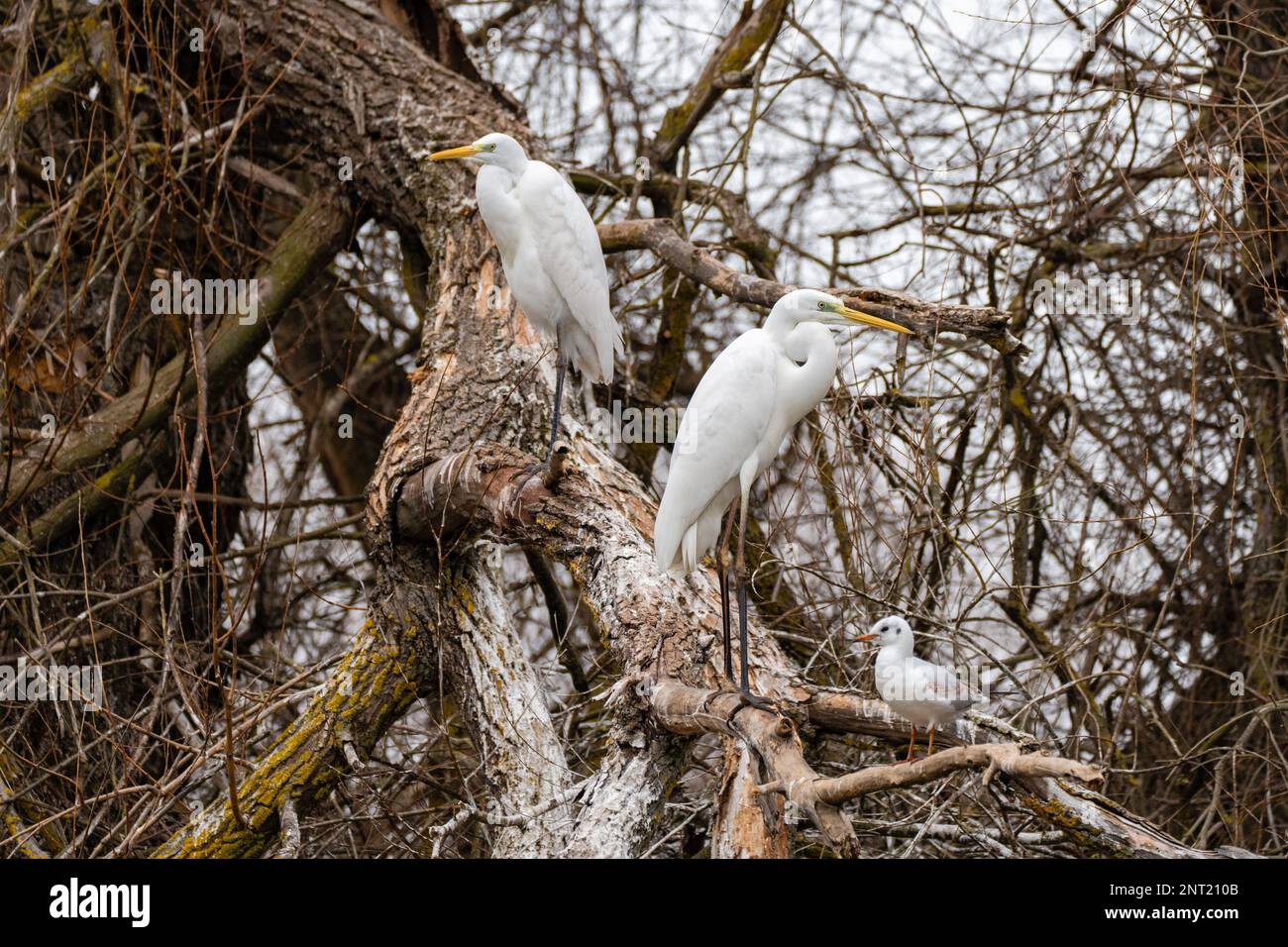 Great Egrets getting ready for night up a dead tree trunk away from ...