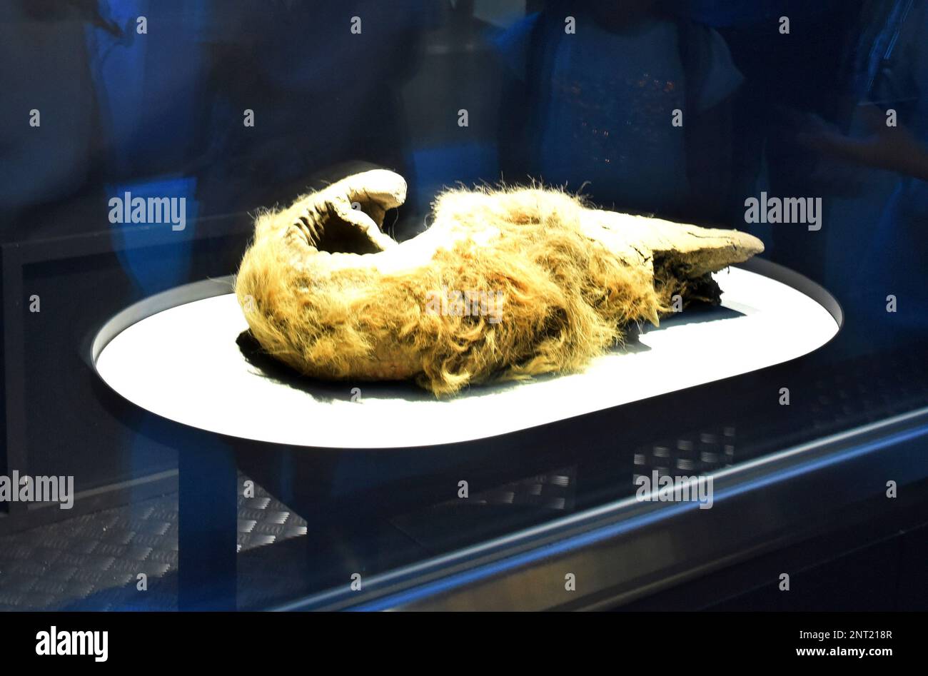 The nose of a frozen Mammoth is displayed during Special Exhibition ...
