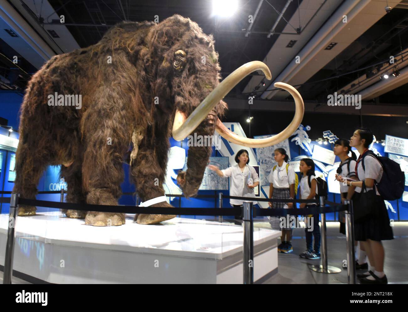 Special Exhibition "The Mammoth"is held at Miraikan - The National Museum of Emerging Science ...