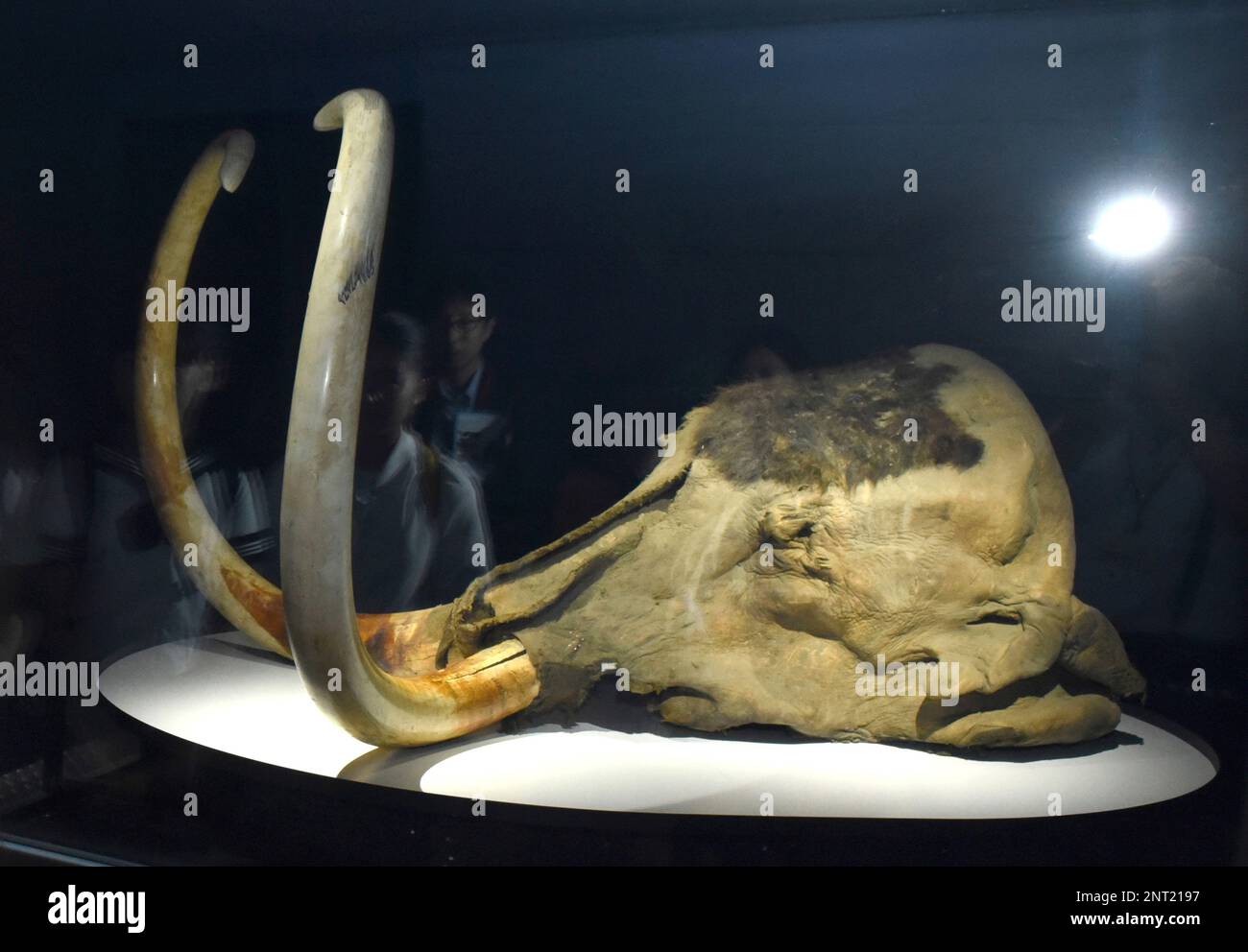 The head of a frozen Yukagir Mammoth is displayed during Special Exhibition "The Mammoth"is held ...