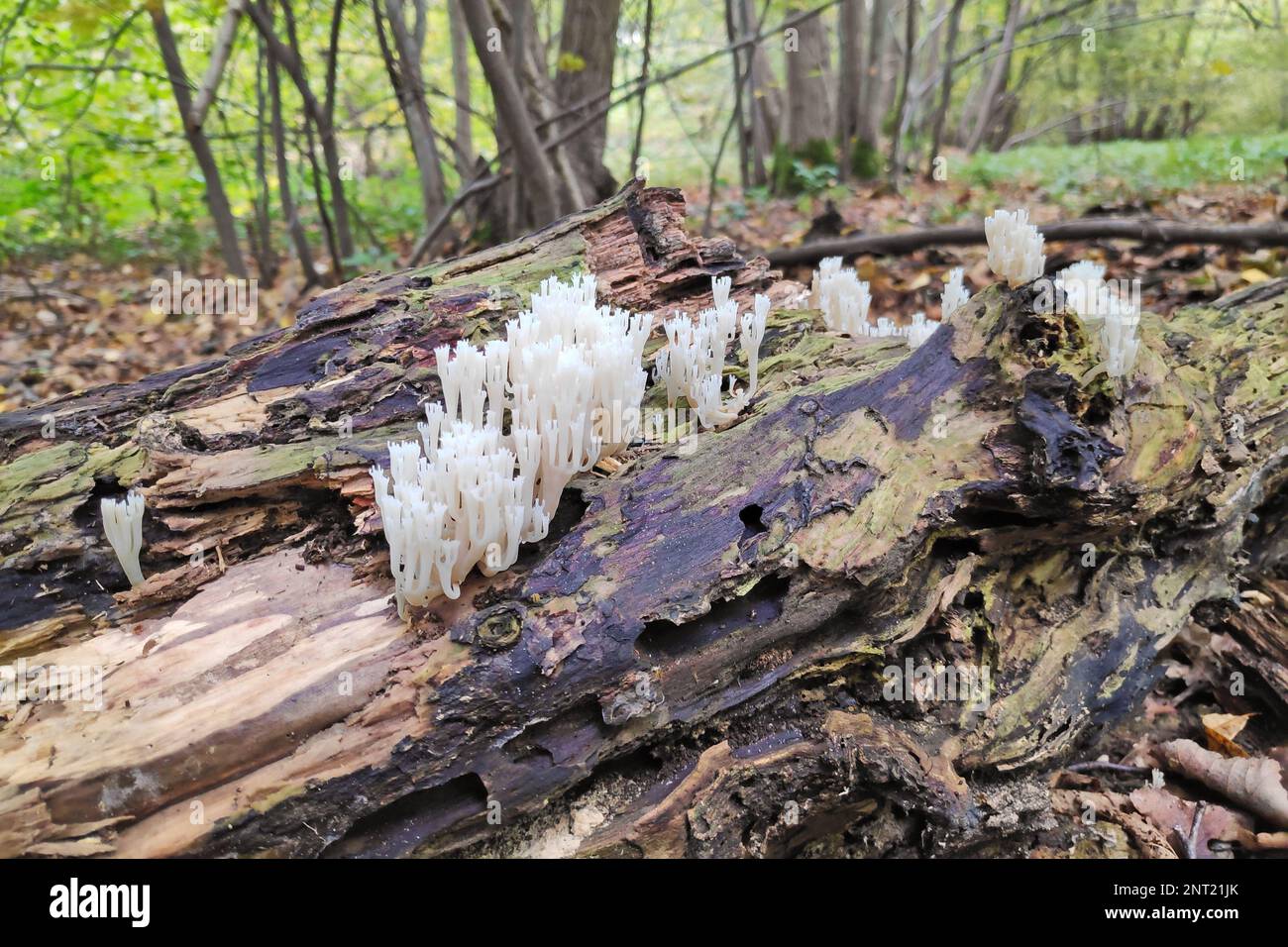 Artomyces pyxidatus is a coral fungus that is commonly called crown ...