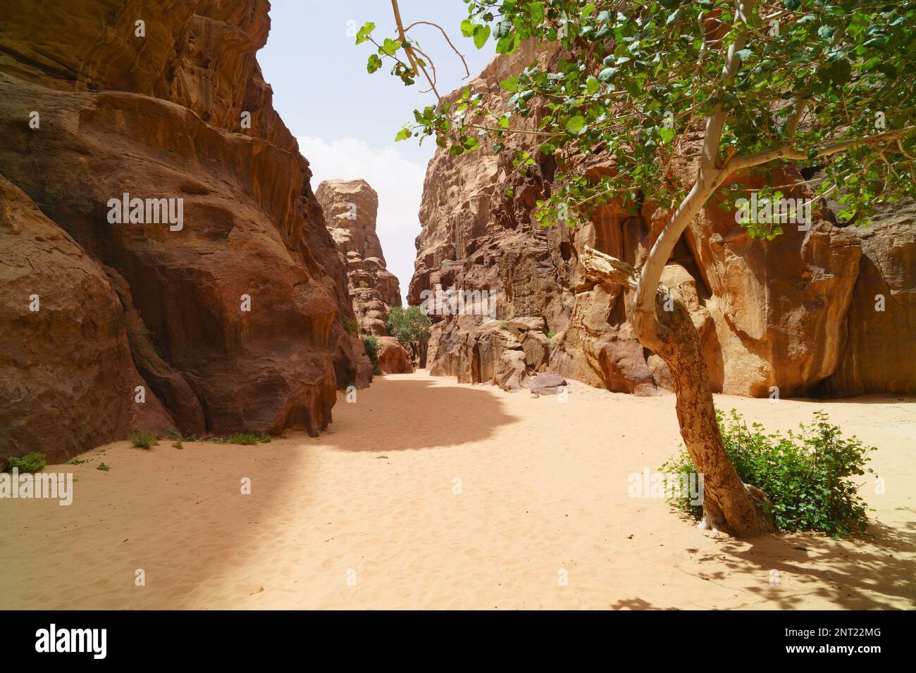 Ginger rocks, green spring plants and trees in Wadi Rum desert, Jordan ...
