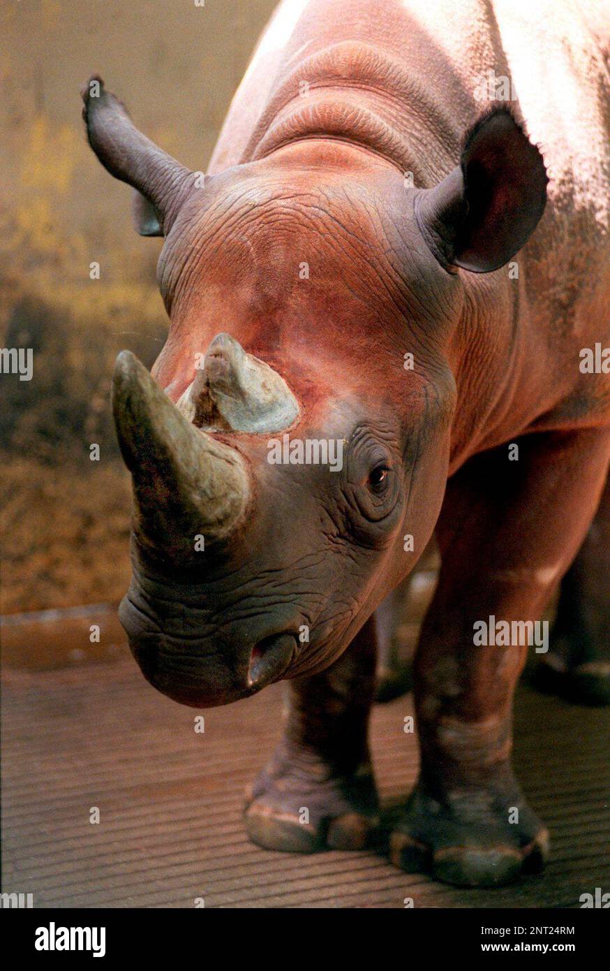 FILE - In this June 6, 1997 file photo, Spike, a rare black rhino, is ...
