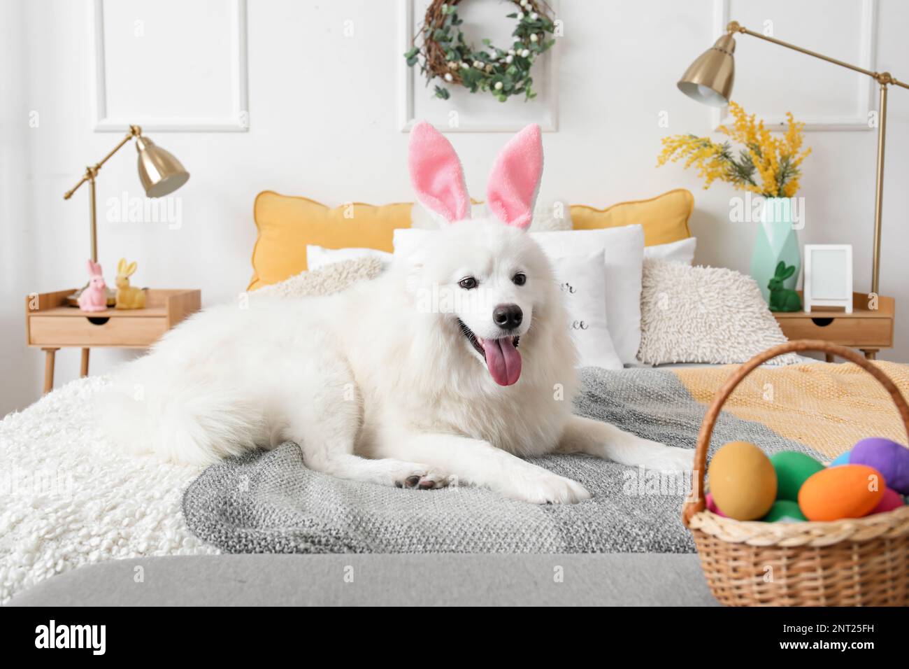 White Samoyed dog with bunny ears and Easter eggs lying in bedroom ...