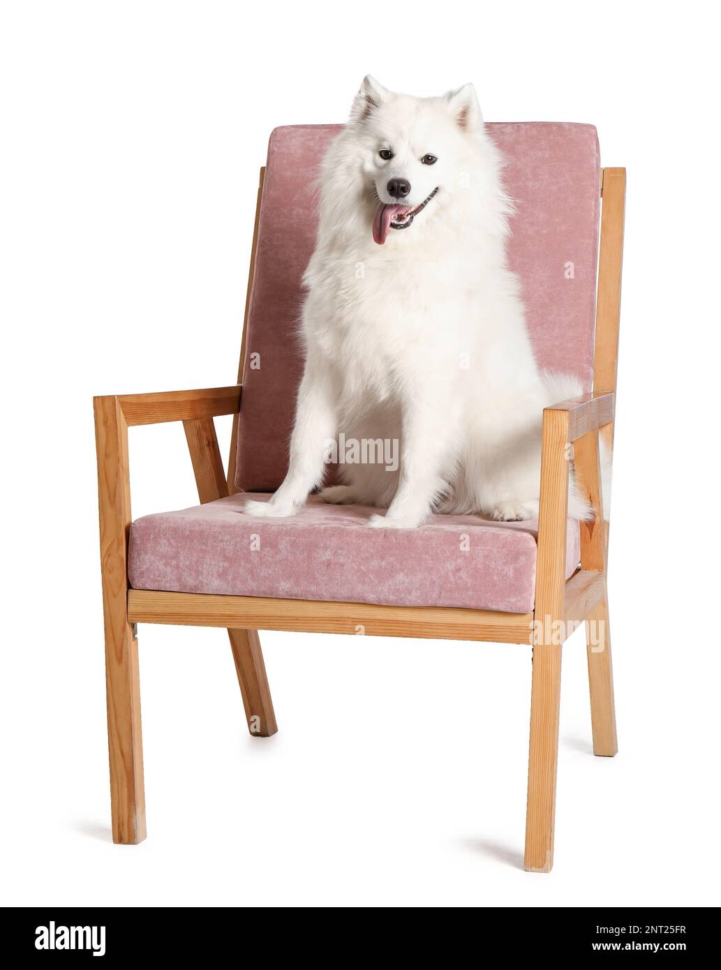 Cute Samoyed dog sitting in pink armchair on white background Stock ...