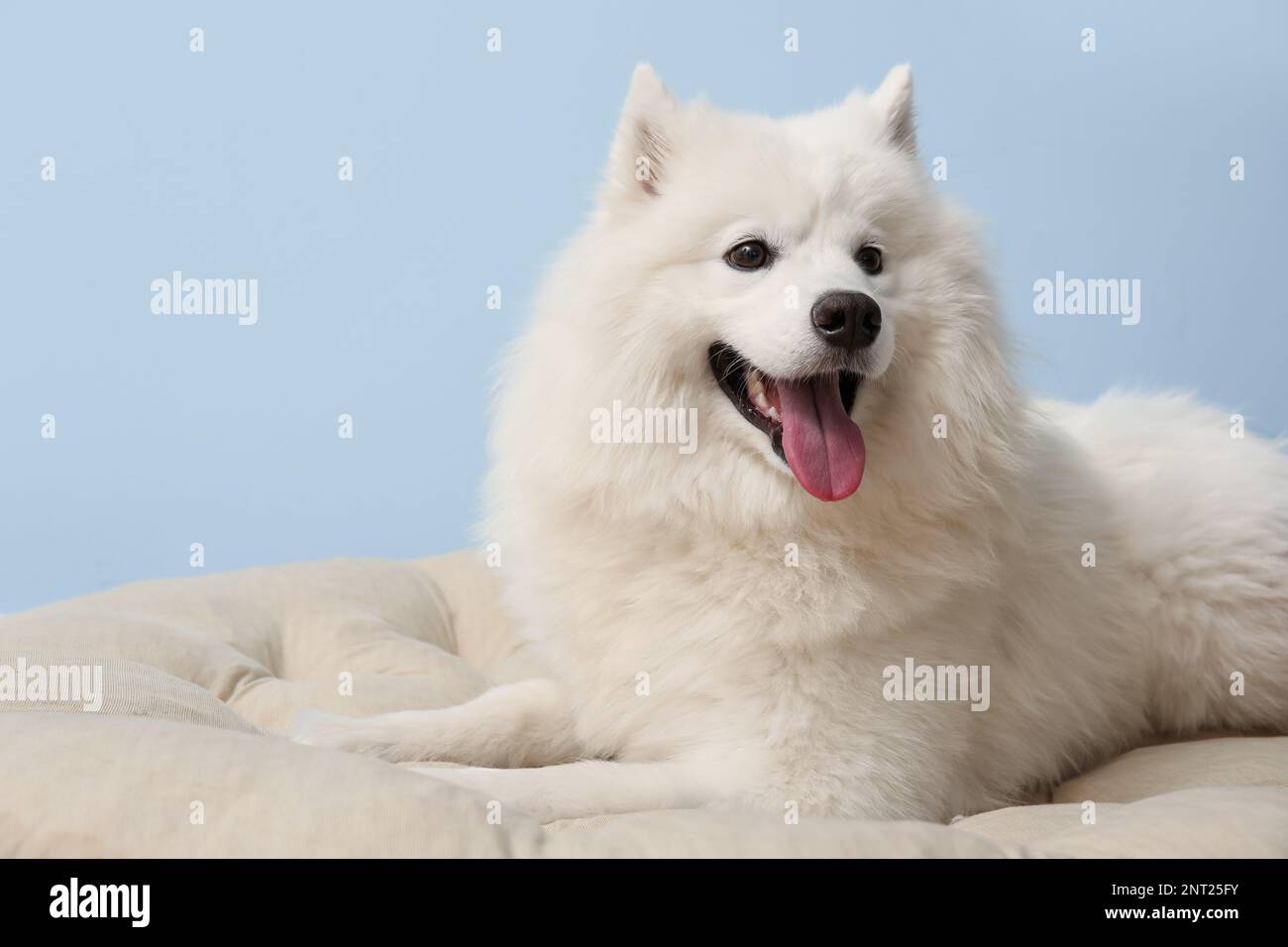 Cute Samoyed dog lying on pet bed near blue wall Stock Photo - Alamy