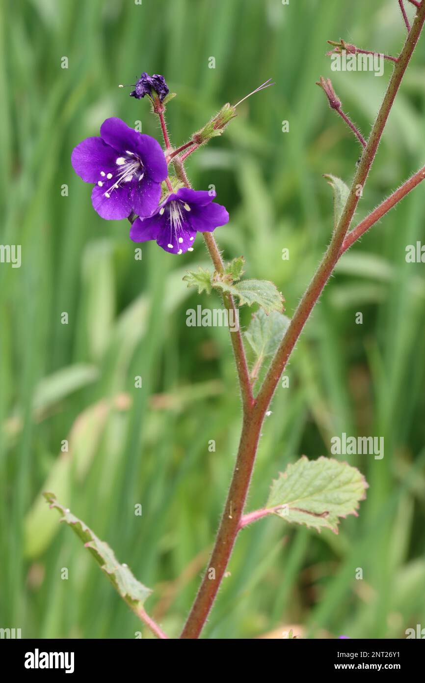 Purple flowering scorpioid cyme inflorescences of Phacelia Parryi ...