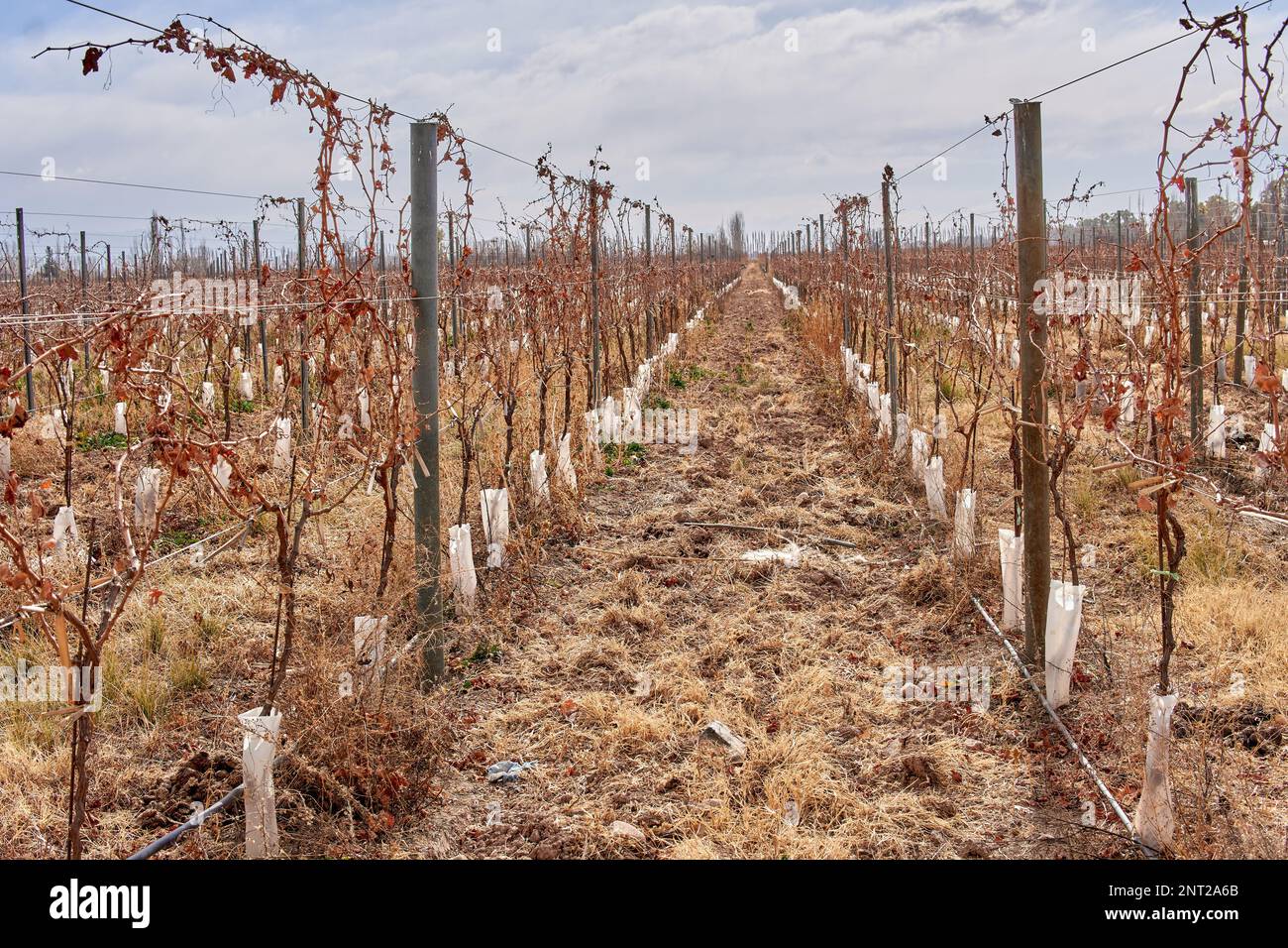 A dry vineyard in Mendoza, Argentina during winter season. horizontal ...