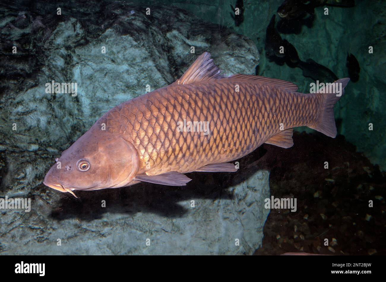 Common Carp full body view facing left Stock Photo - Alamy