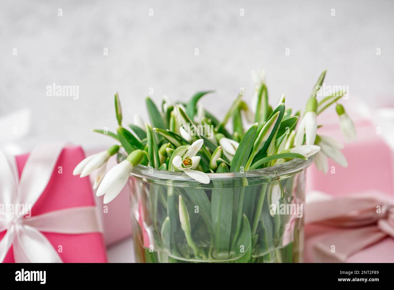 Glass with beautiful snowdrops and gift boxes on grey grunge background ...