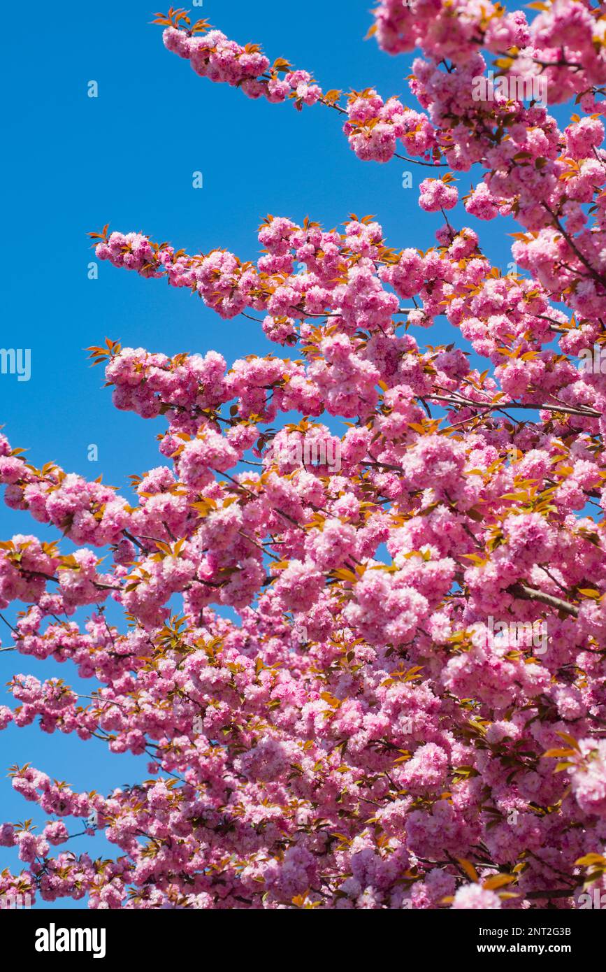 Sakura, pink cherry blossom on blue background. Sakura pink flowers on ...