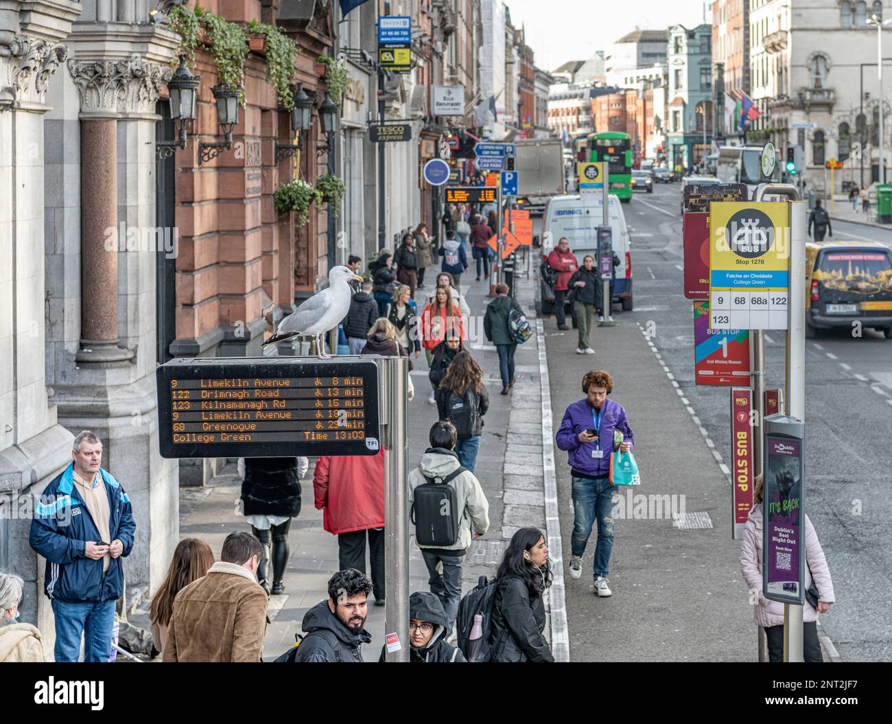 Sea Gull sitting on Bus dot matrix indicator in Dame Street, Dublin ...