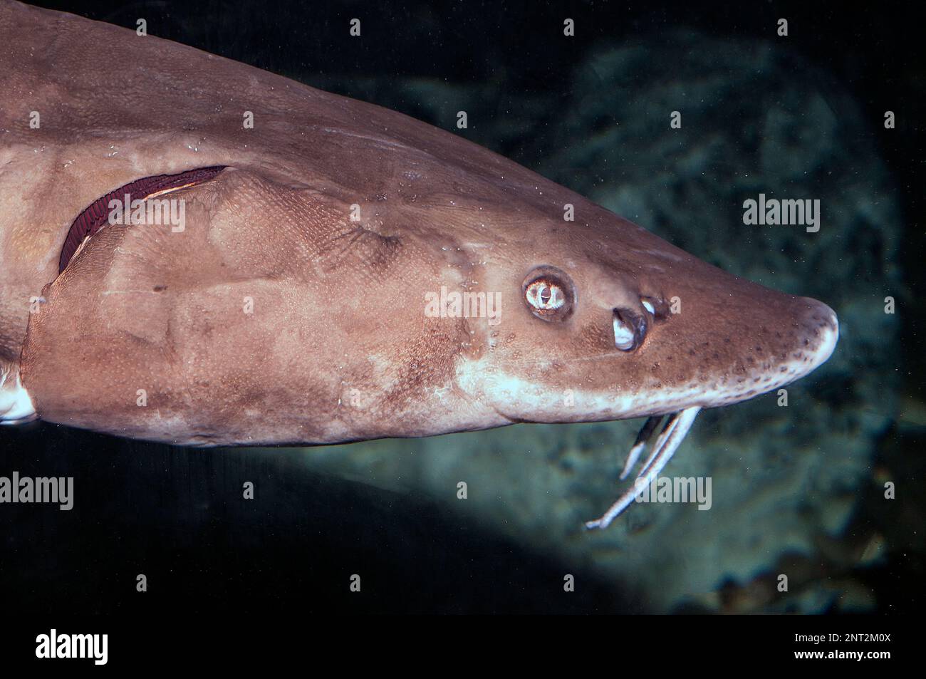 Lake Sturgeon an Endangered Species Stock Photo - Alamy