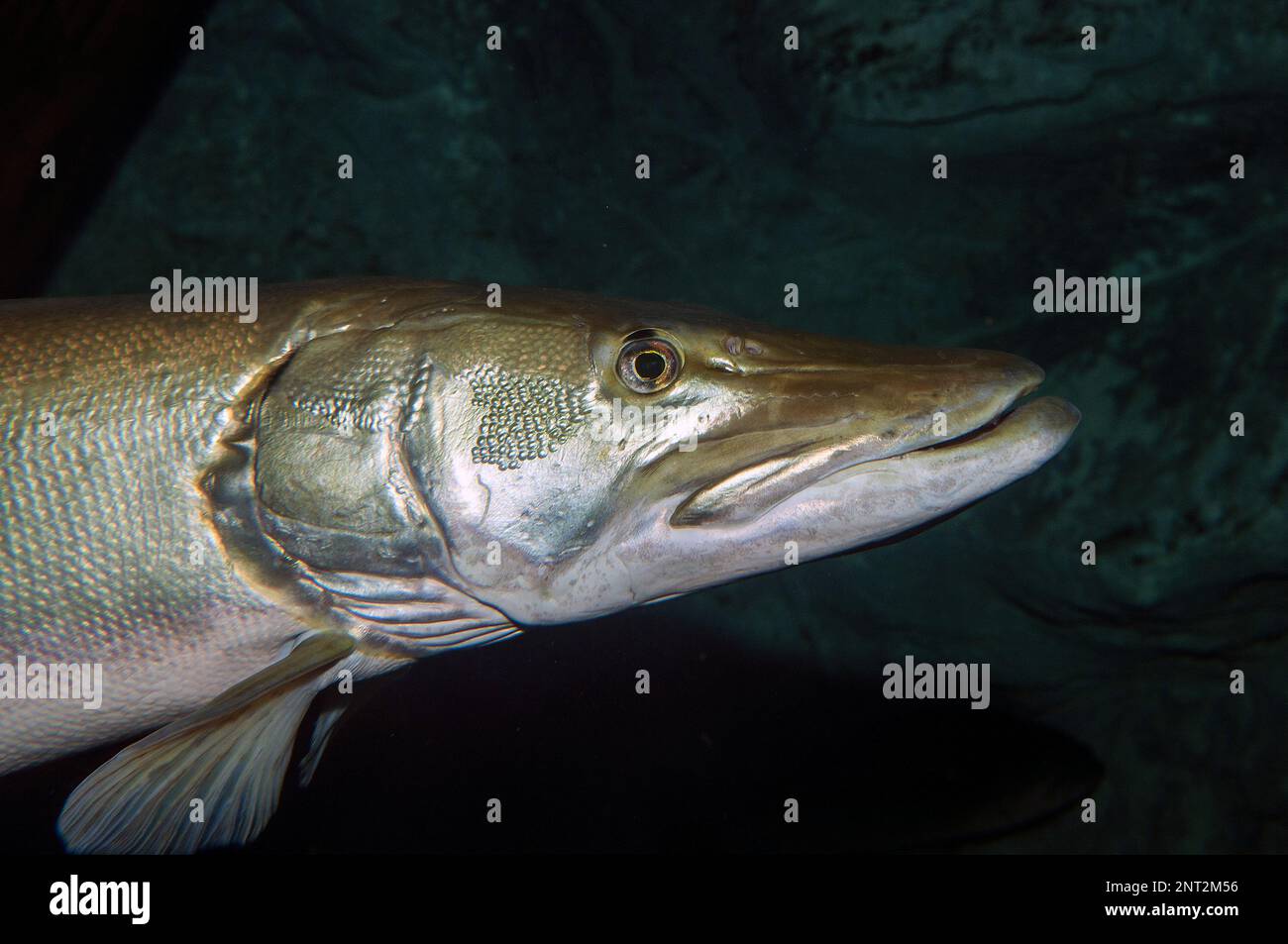 Northern pike underwater hi-res stock photography and images - Alamy