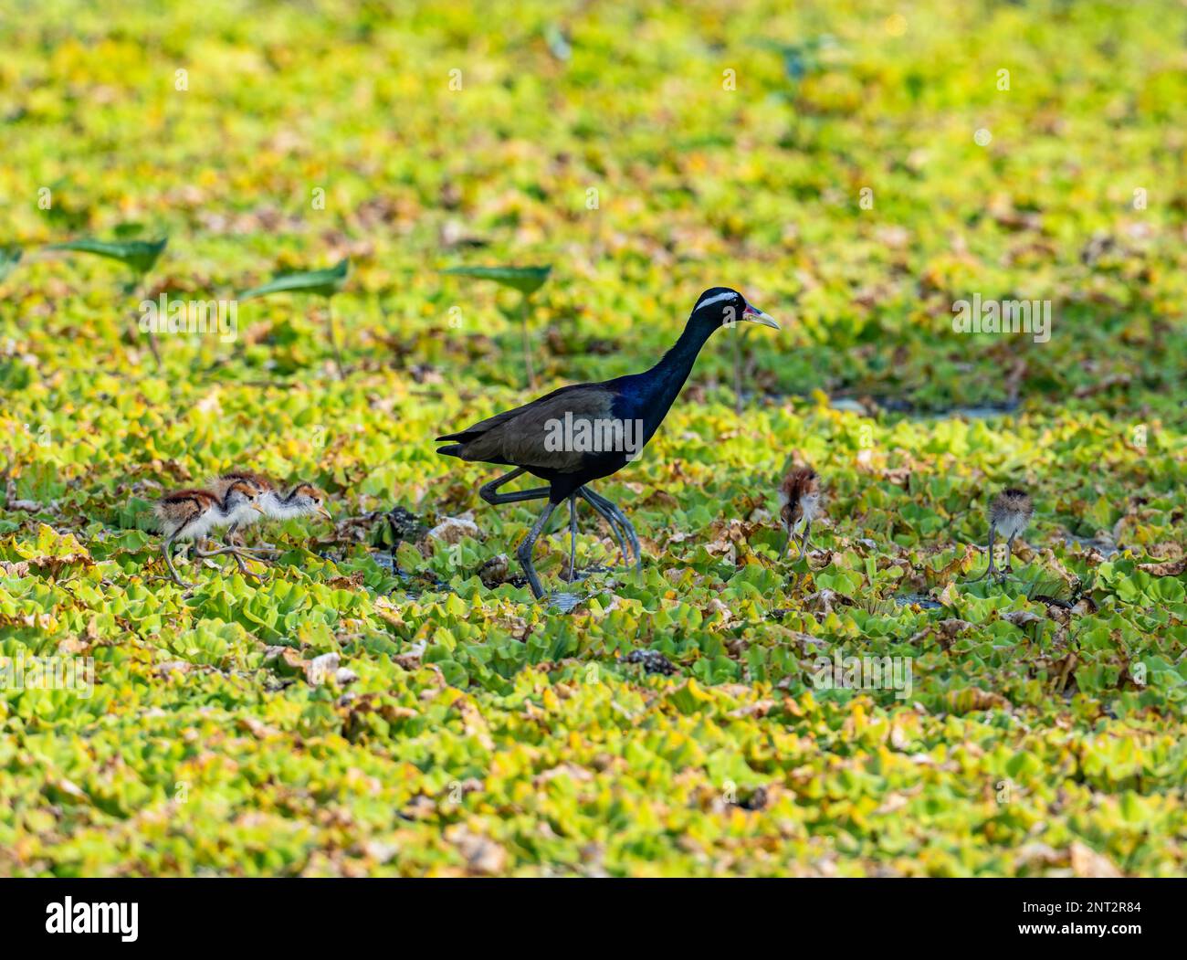 A Bronze-winged Jacana (Metopidius indicus) with four chicks foraging ...