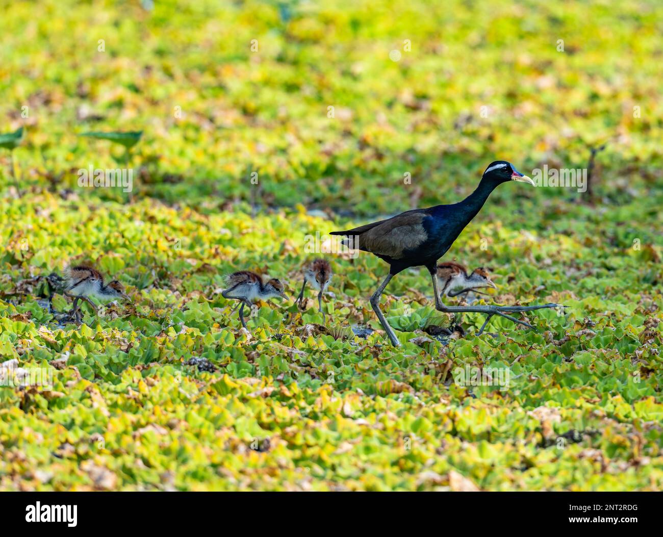 A Bronze-winged Jacana (Metopidius indicus) with four chicks foraging ...