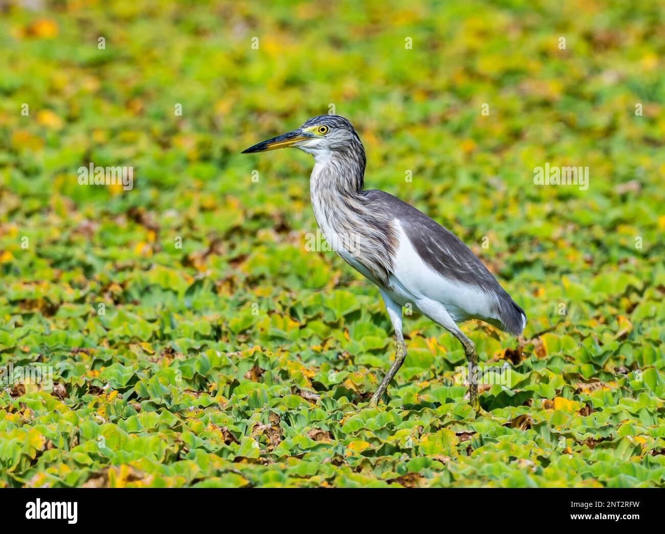A Chinese Pond Heron (Ardeola bacchus) foraging in field. Thailand ...
